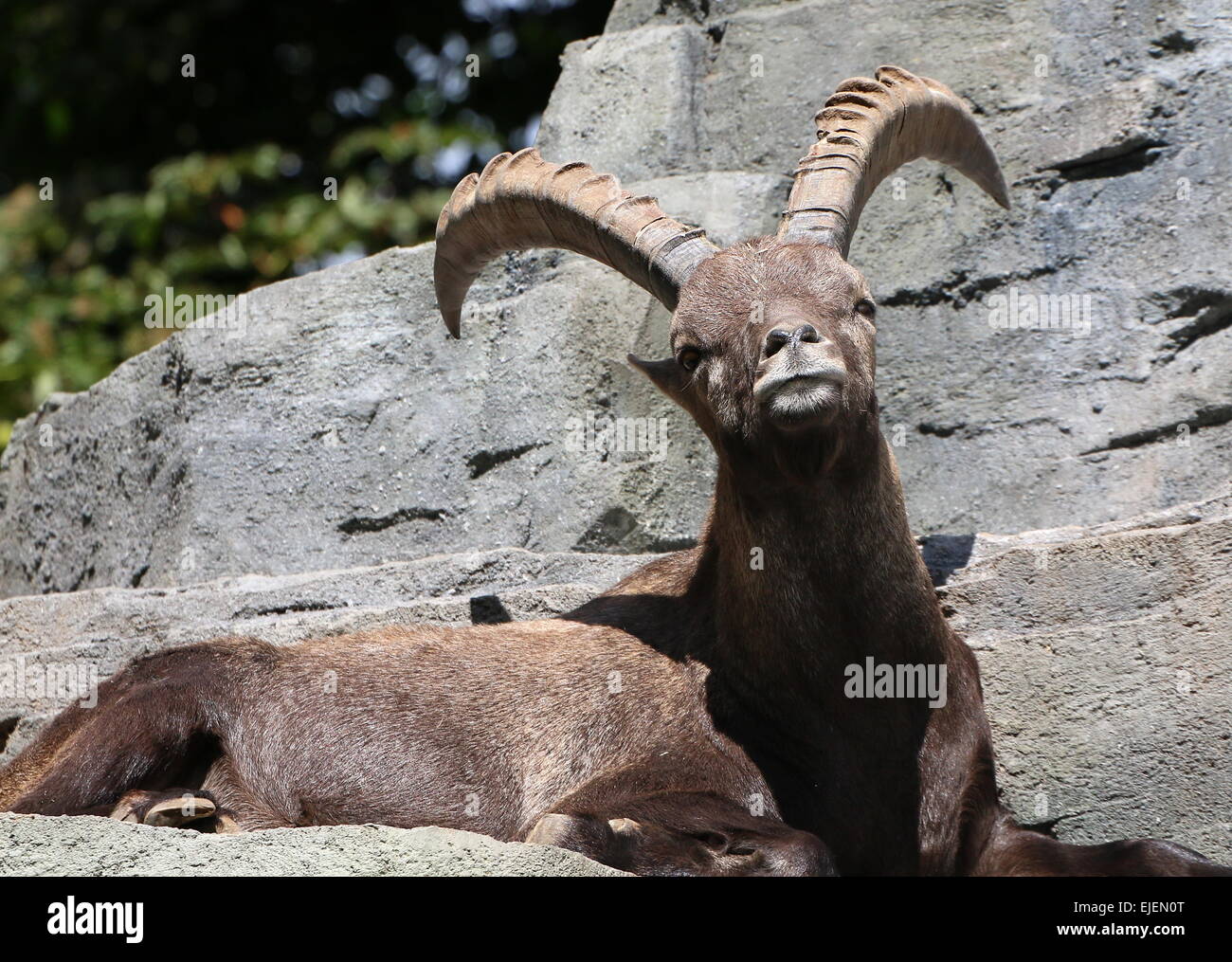Ibex dos alpes hi-res stock photography and images - Alamy
