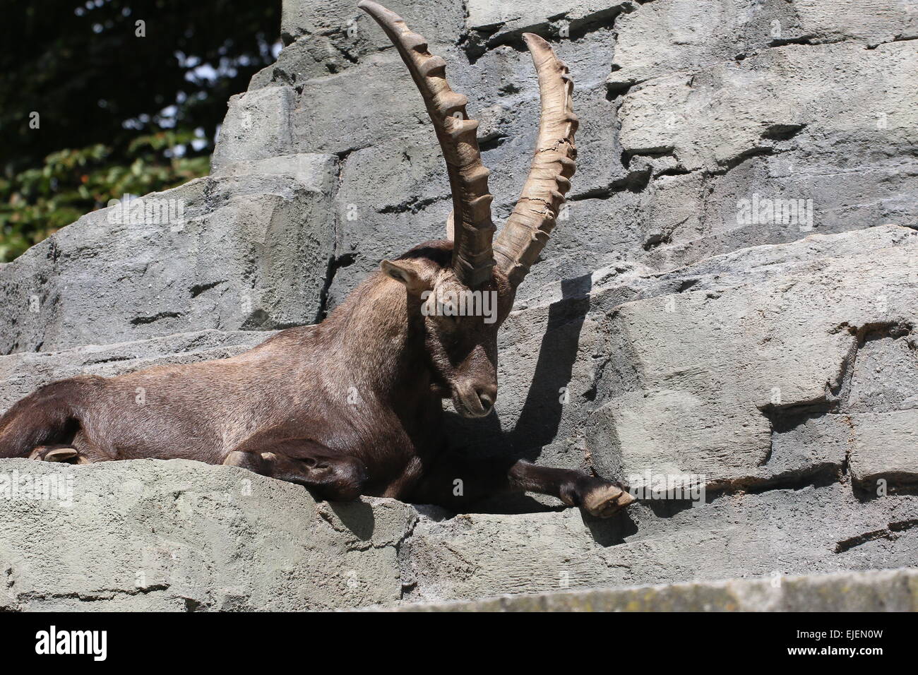 Alpine ibex buck (Capra ibex Stock Photo - Alamy
