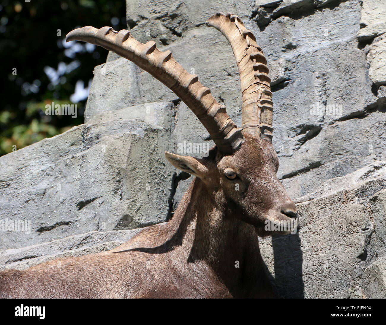 Resting Alpine ibex buck (Capra ibex) with large horns Stock Photo - Alamy