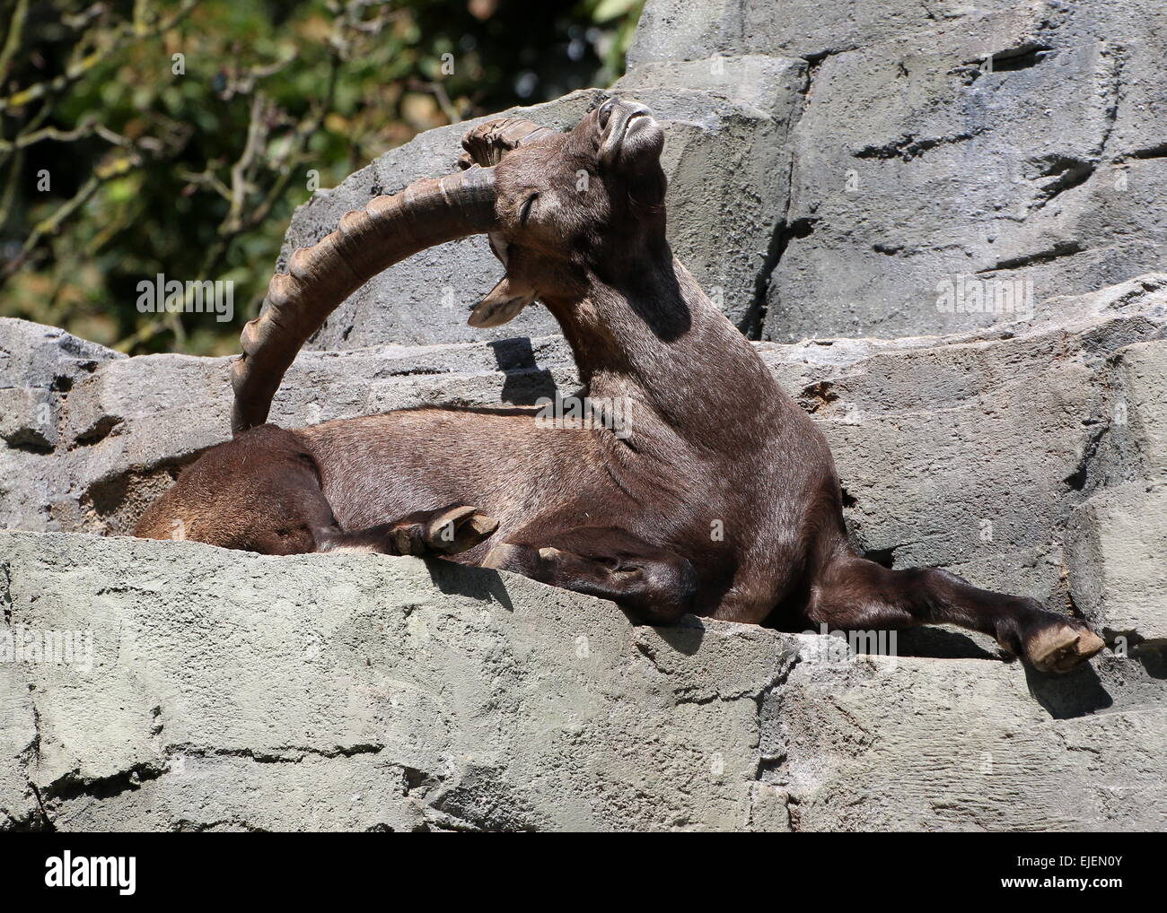 Resting Alpine ibex or Steinbock (Capra ibex), a buck with impressive ...