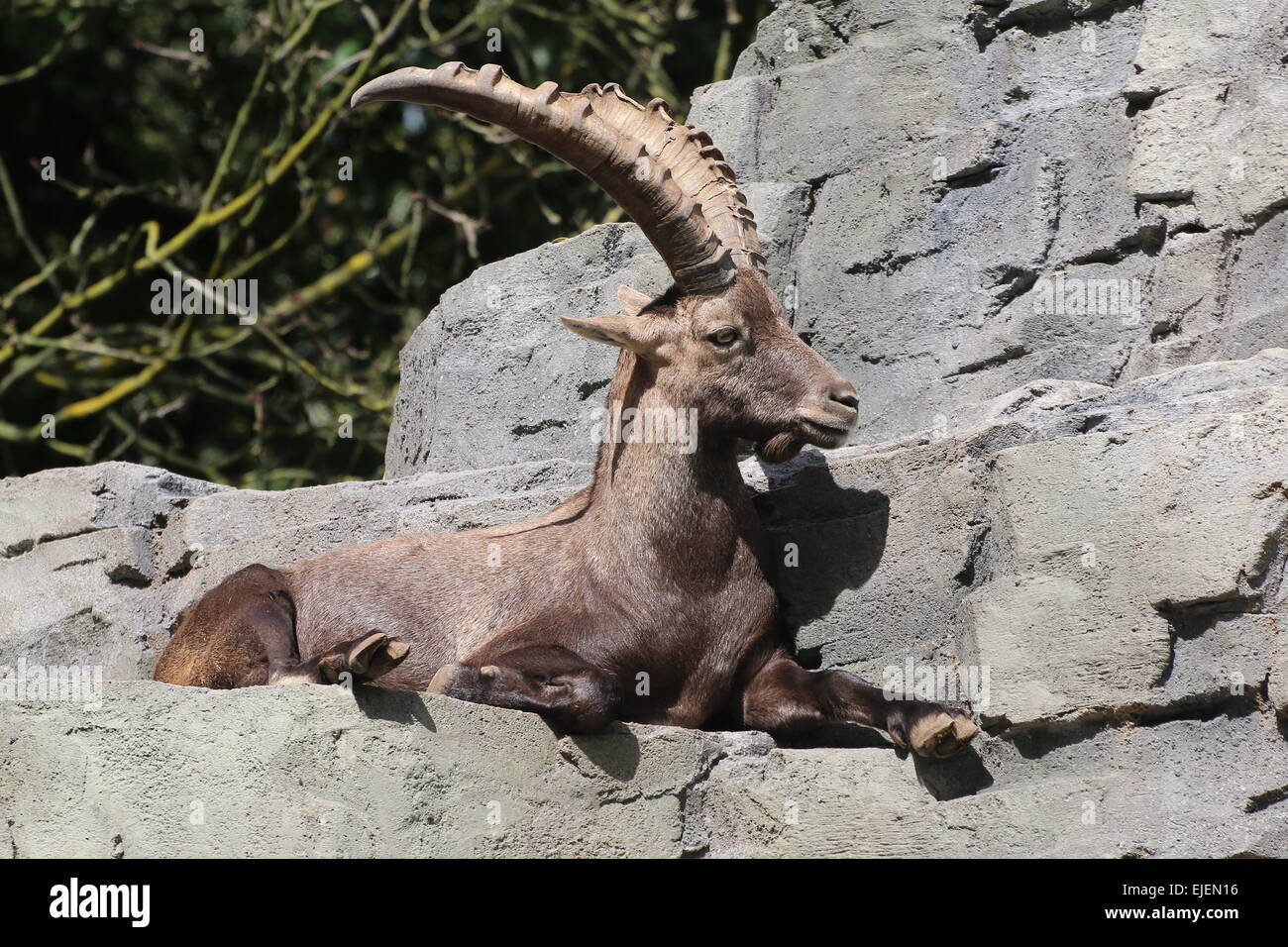 Capra ibex lying hi-res stock photography and images - Alamy