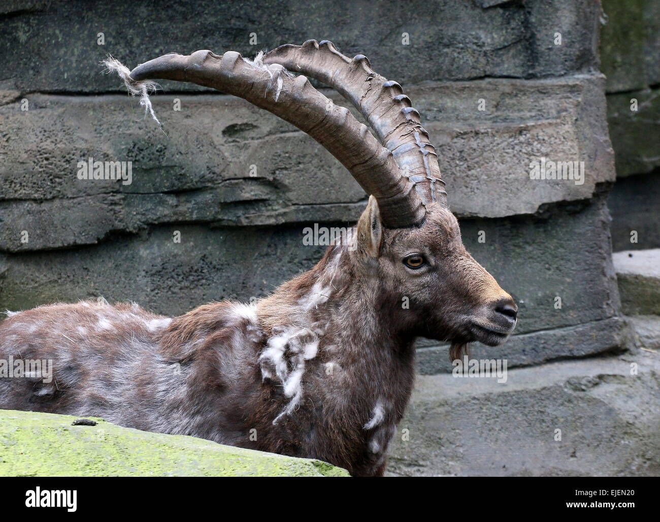 Bouquetin des alpes hi-res stock photography and images - Alamy