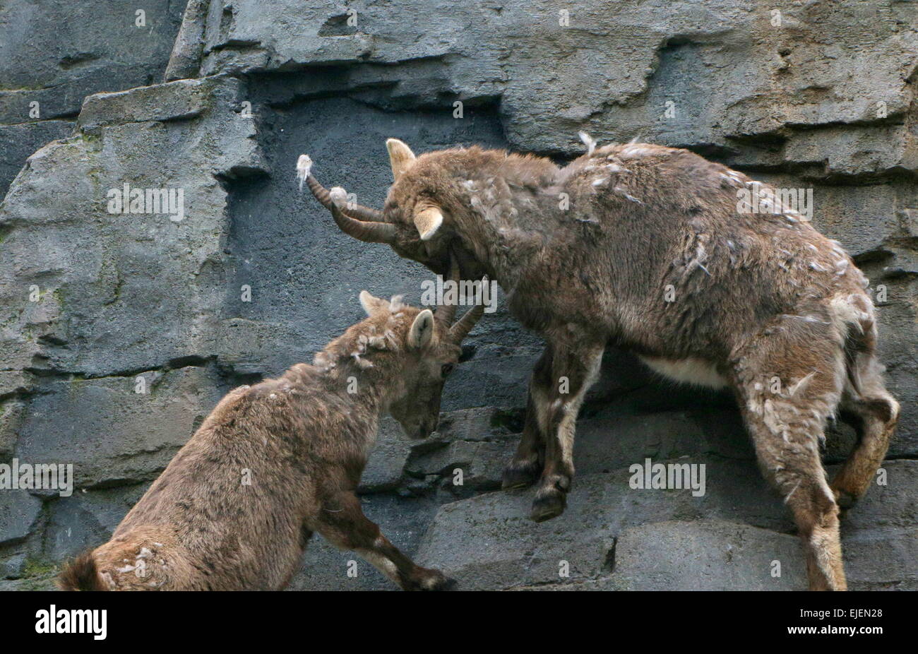 Ibexes hi-res stock photography and images - Alamy