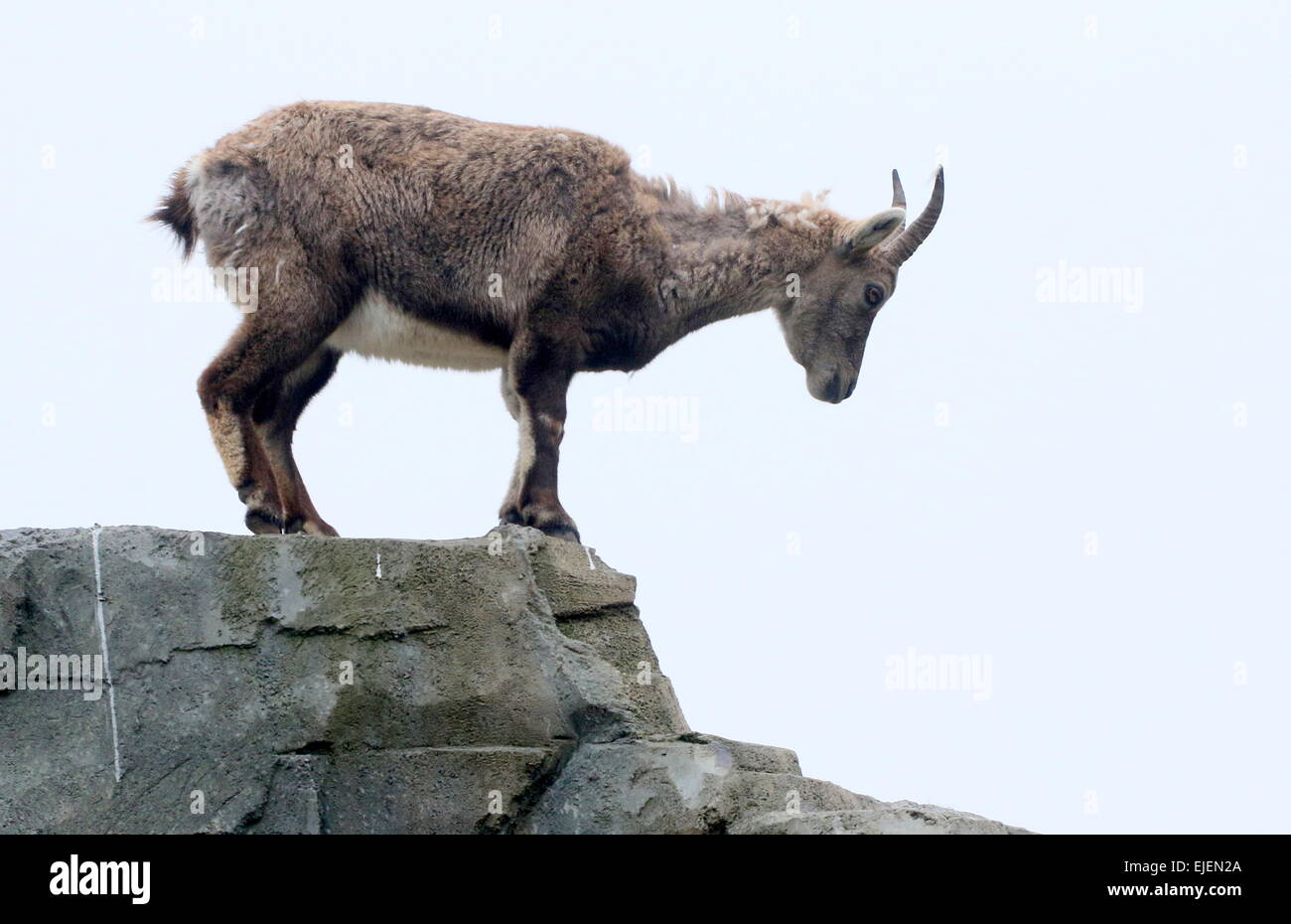 Alpine Ibex Climbing