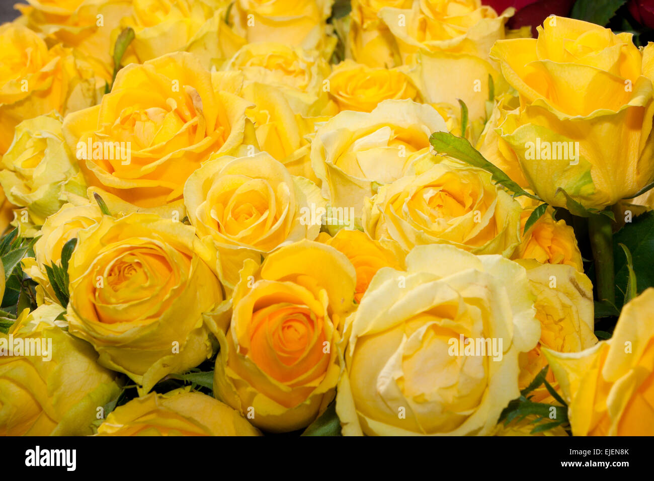 Beautiful bouquet of fresh yellow roses Stock Photo - Alamy