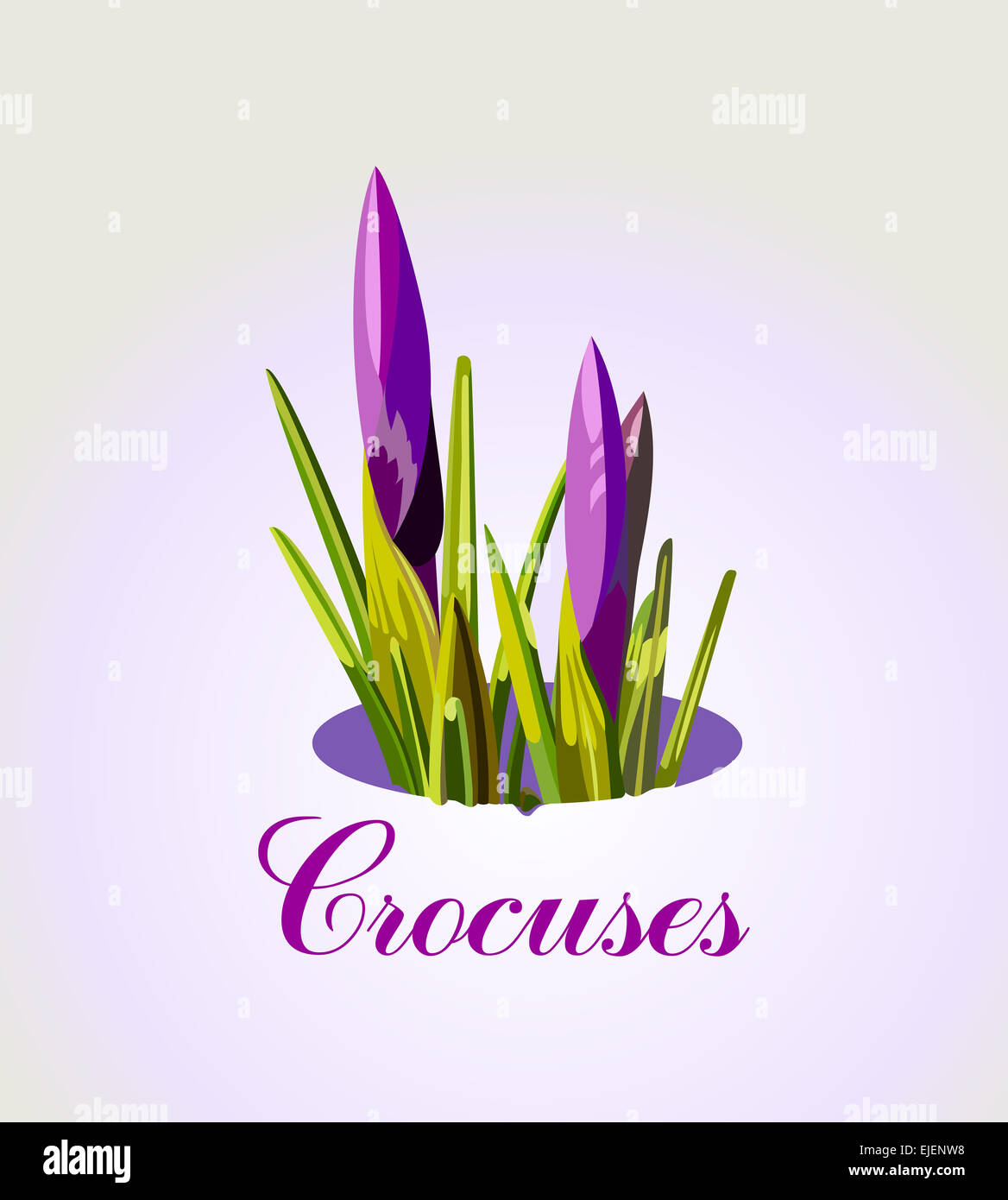 Crocus vector hi-res stock photography and images - Alamy