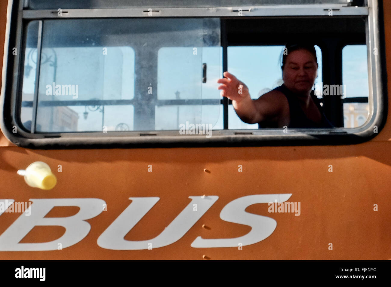 A woman throws garbage out the window of a public bus in the 500 year ...