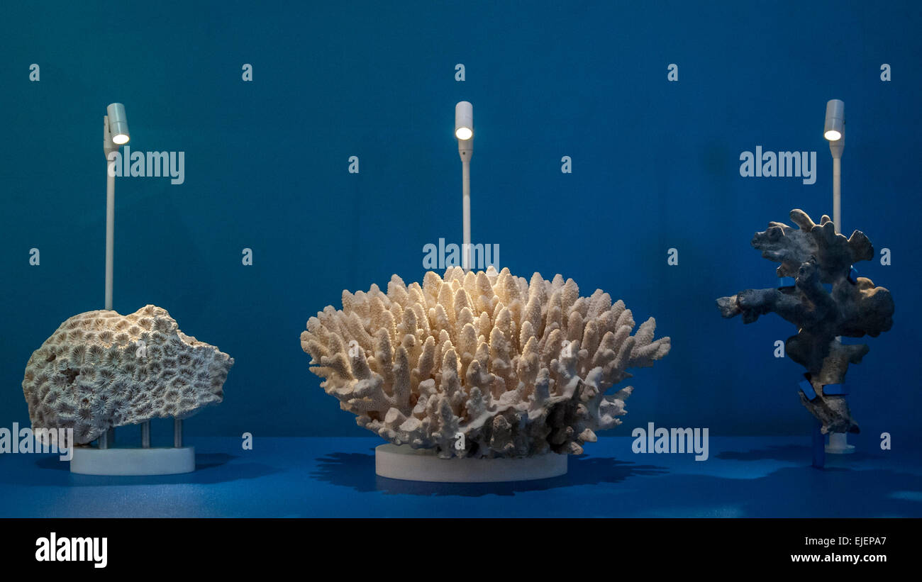 Coral museum display hi-res stock photography and images - Alamy