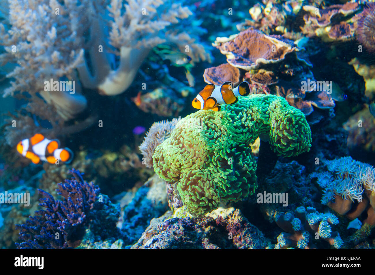 Coral museum display hi-res stock photography and images - Alamy