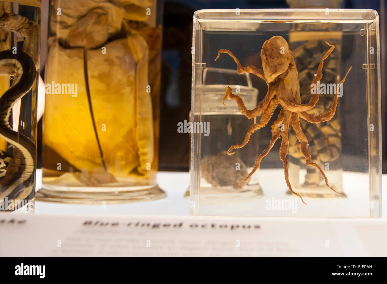 Octopus on a coral reef hi-res stock photography and images - Alamy