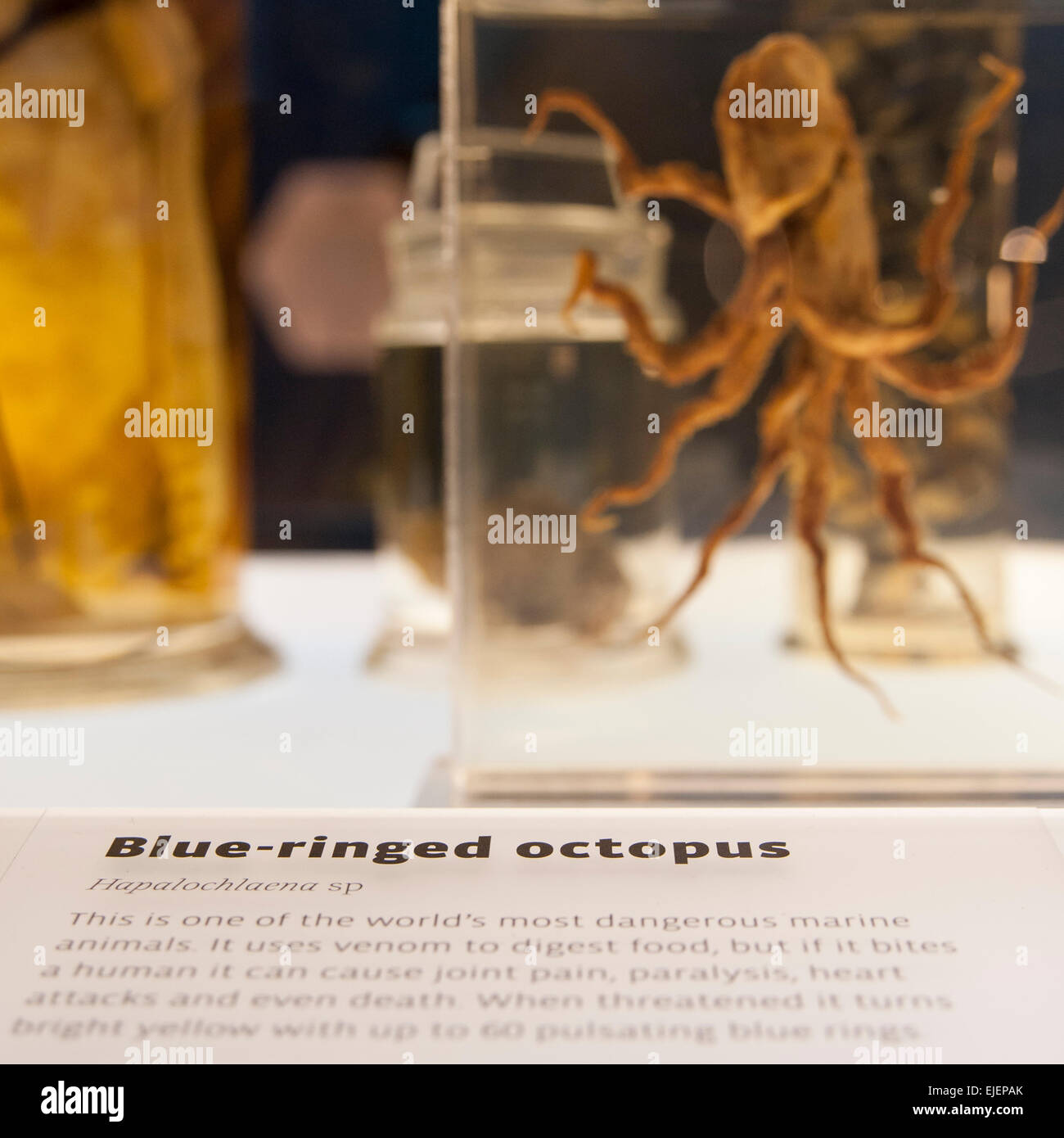 Octopus on a coral reef hi-res stock photography and images - Alamy