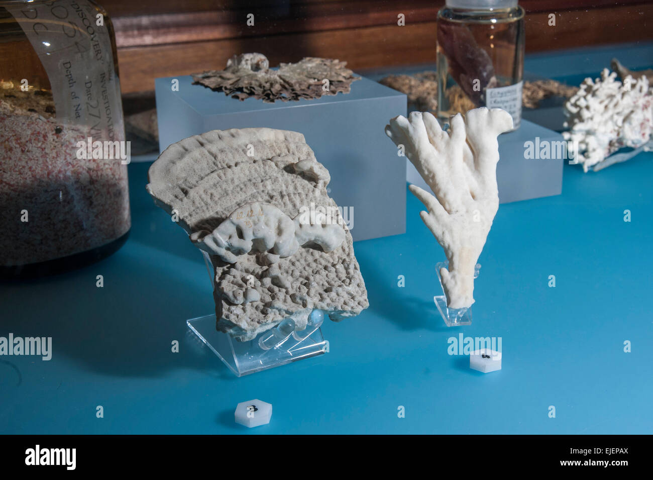 Beagle specimens charles darwin hi-res stock photography and images - Alamy