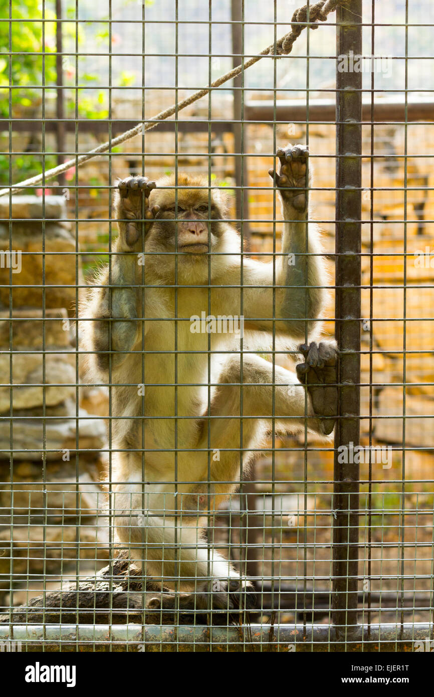 Caged Monkey with sad looking, Long Tailed Macaque Stock Photo - Alamy