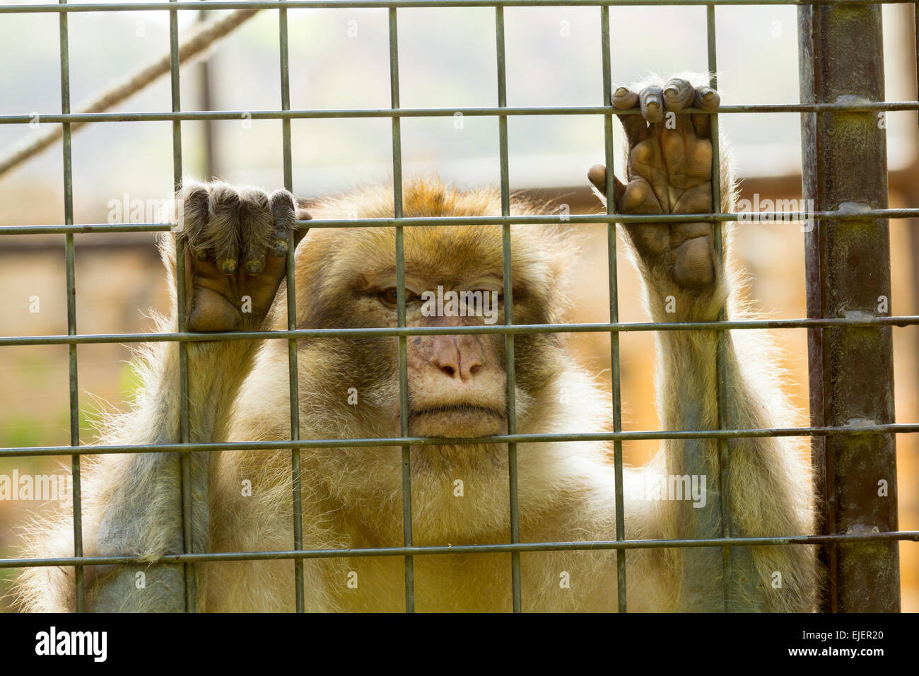 Caged monkey hi-res stock photography and images - Alamy