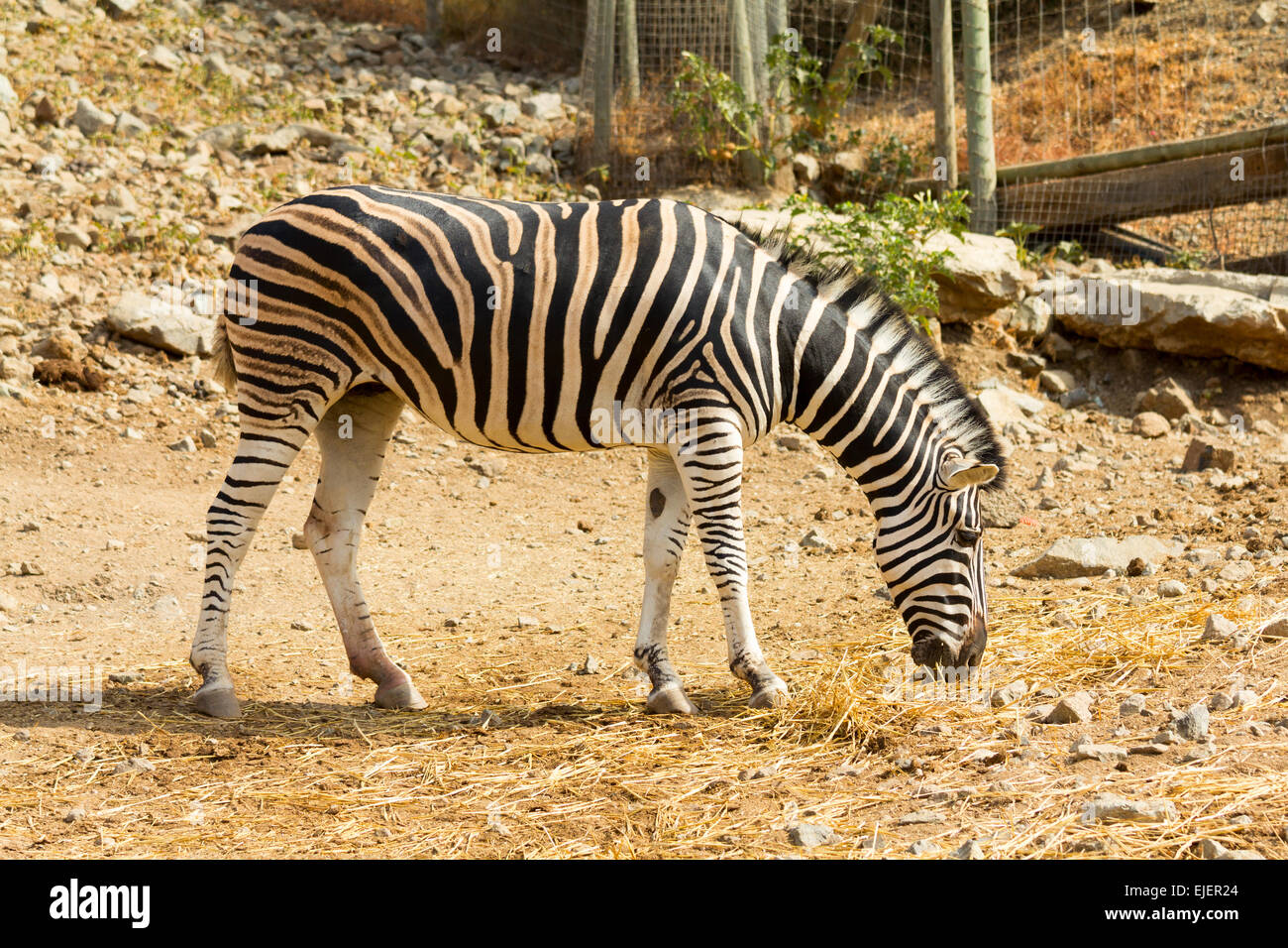Female Zebra feeding in a nature reserve Stock Photo - Alamy