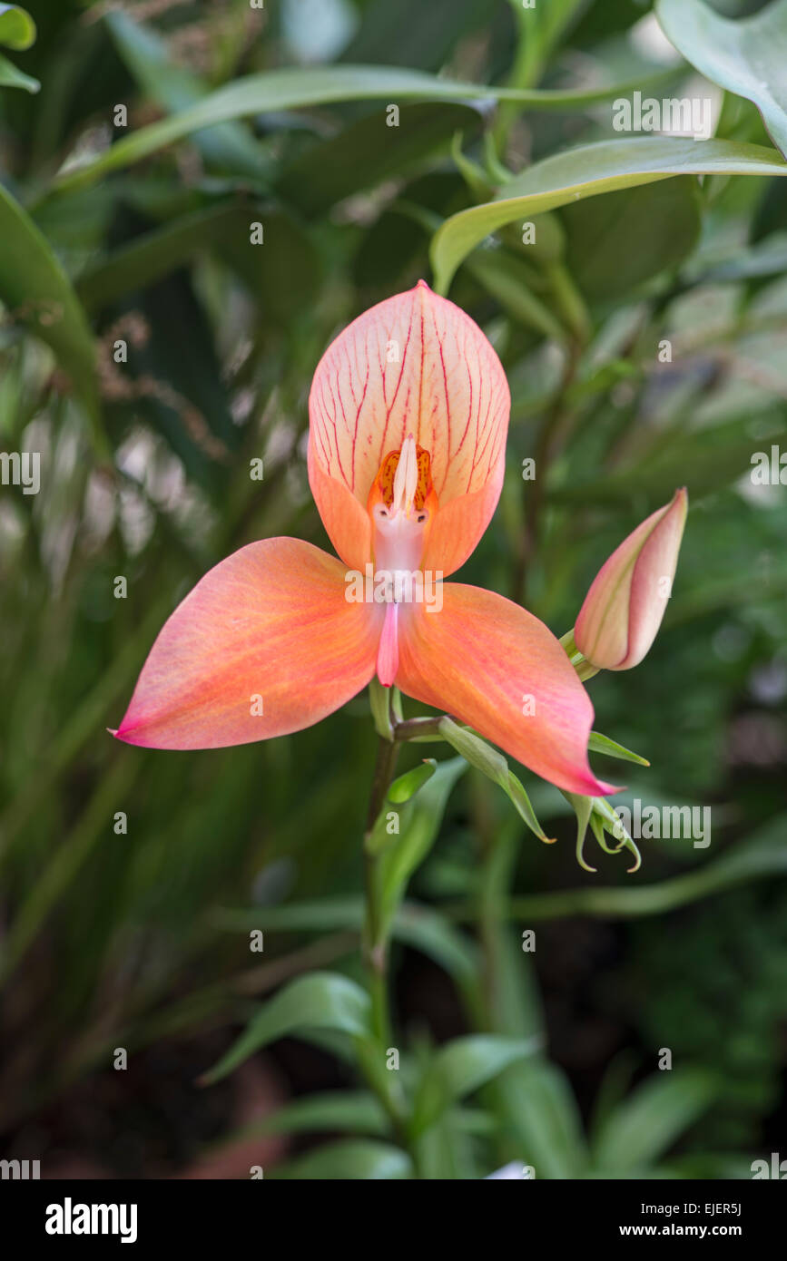 Red Disa High Resolution Stock Photography and Images - Alamy
