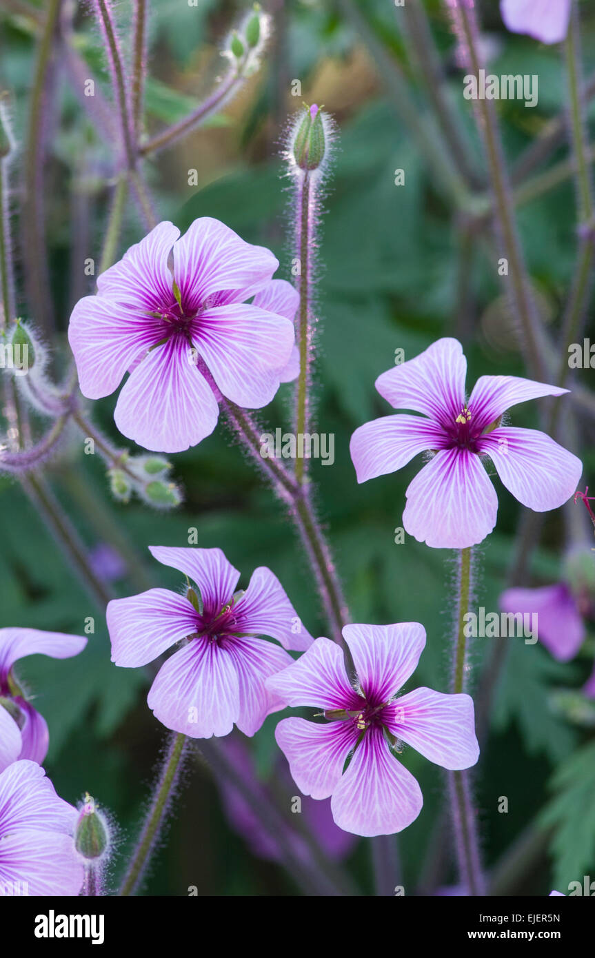 Giant Herb Robert: Geranium maderense Stock Photo - Alamy