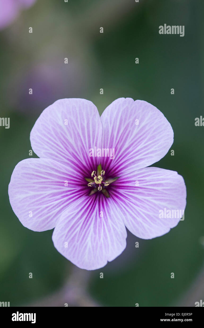 Giant geranium hi-res stock photography and images - Alamy