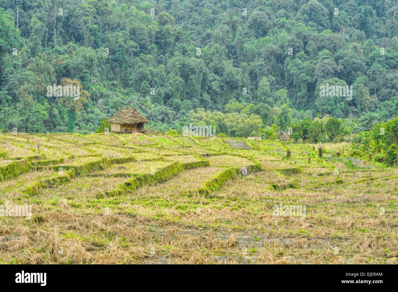 Picturesque view of a wooden shack standing at the edge of a forest ...
