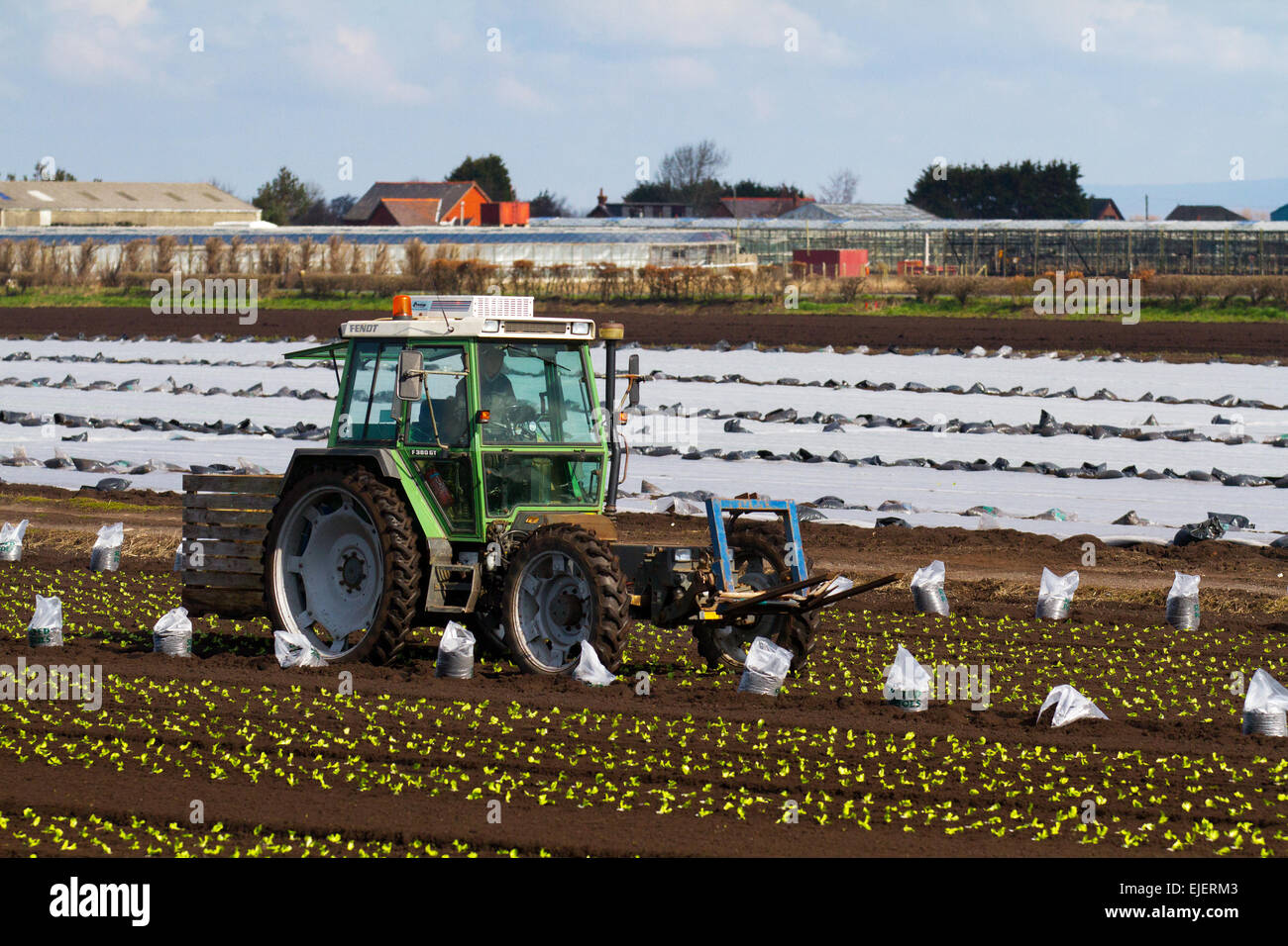 Planting spring lettuce in Tarleton, Southport, Lancashire, UK March ...