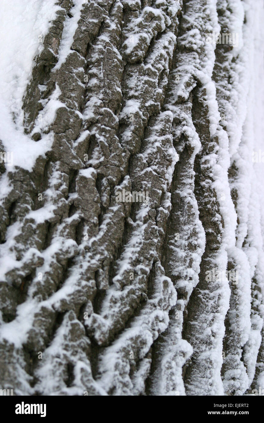 Tree trunk in snow Stock Photo - Alamy