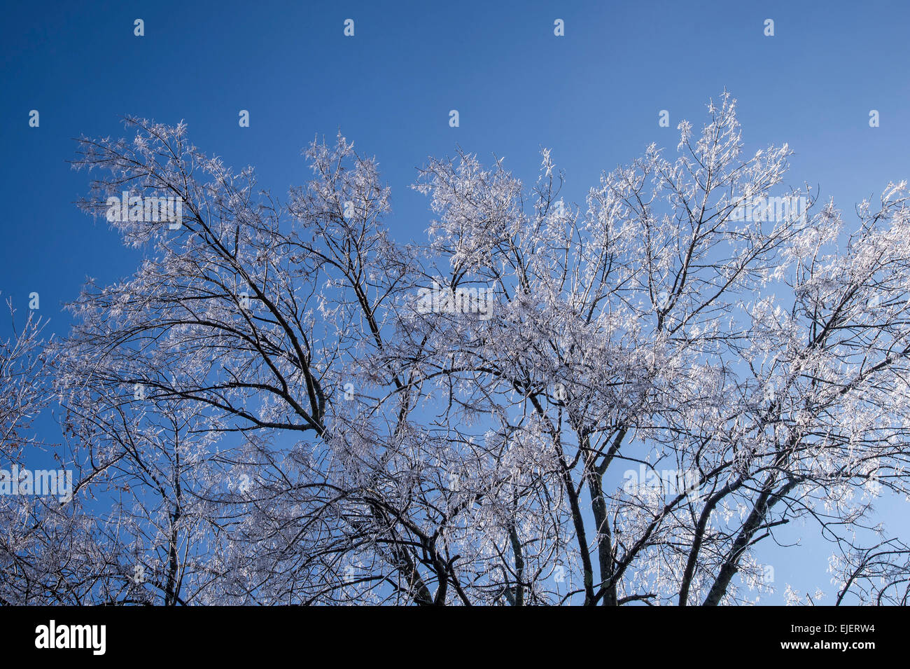 Ice tree branches hi-res stock photography and images - Alamy