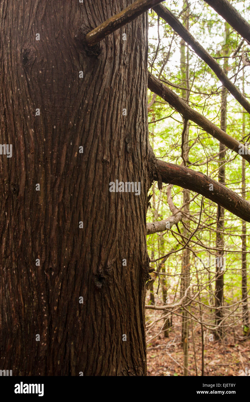 Northern white cedar hi-res stock photography and images - Alamy