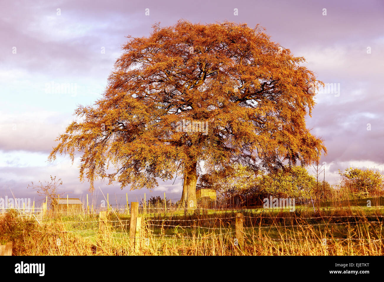 Mature beech tree hi-res stock photography and images - Alamy