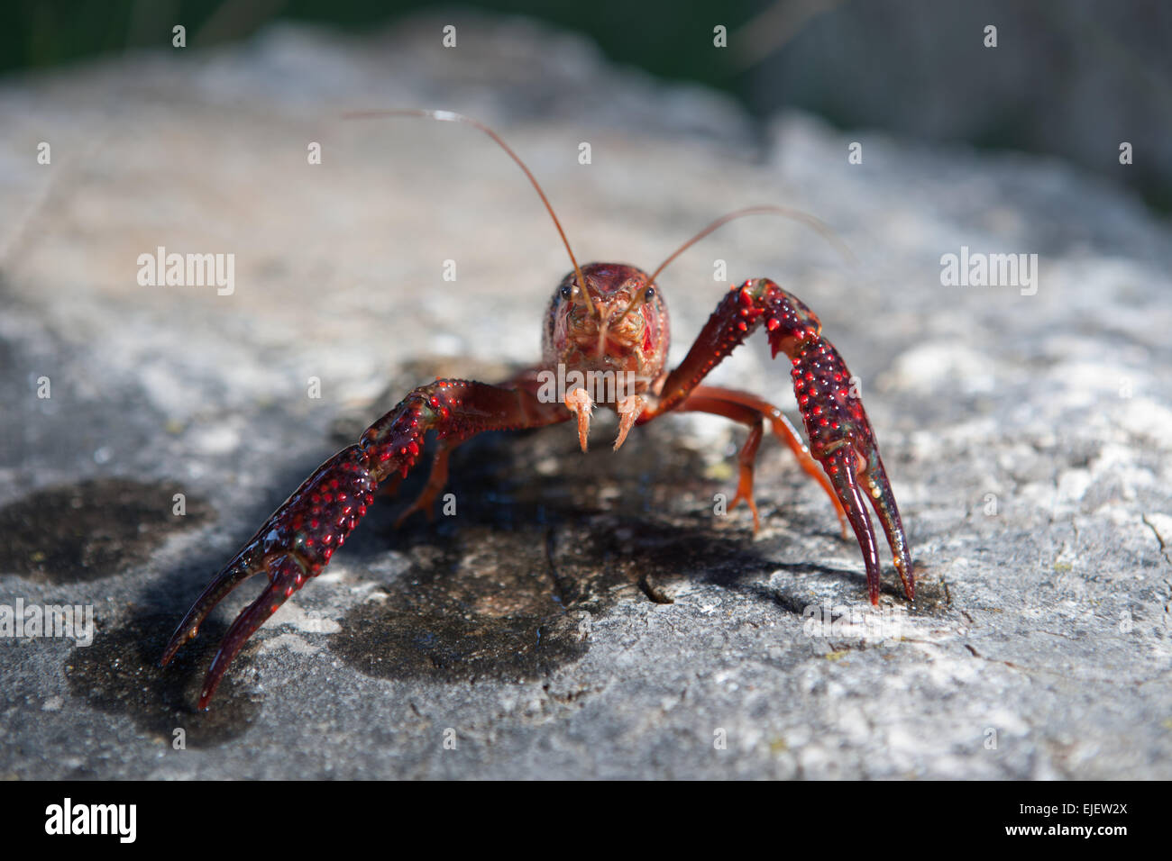 Portrait of procambarus clarkii, a freshwater crayfish species, native ...