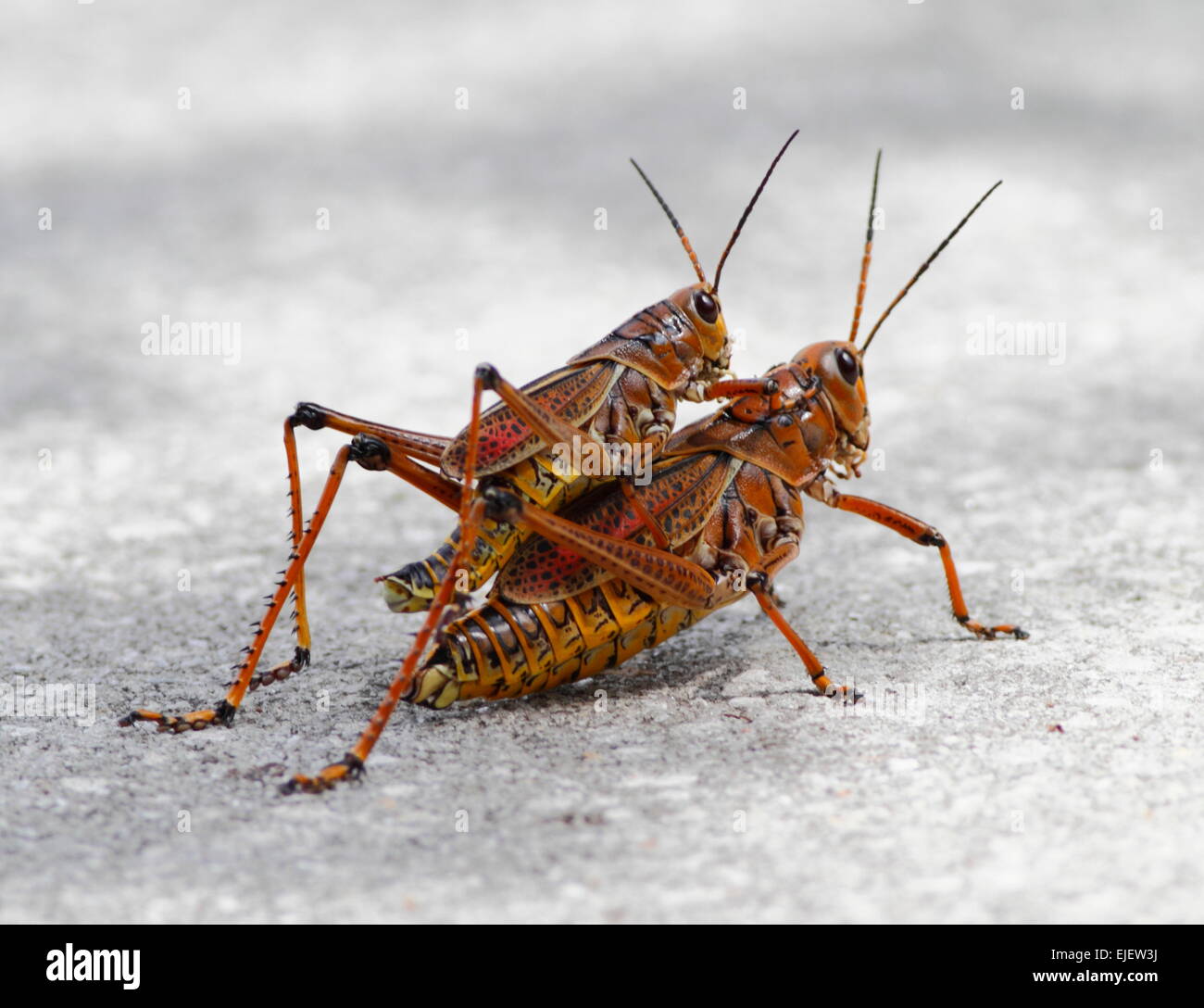 Grasshoppers Mating Insects High Resolution Stock Photography and ...