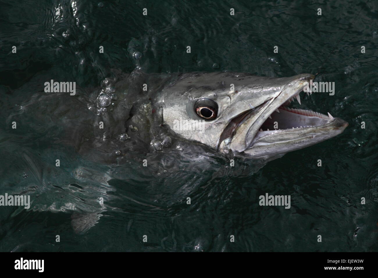 Barracuda fish surfacing, Atlantic ocean, Florida Stock Photo - Alamy