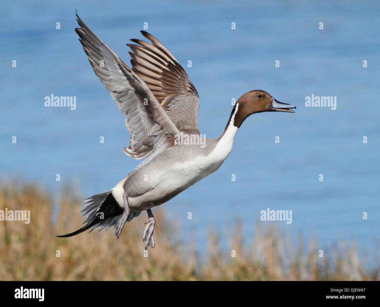 What Do You Call A Male Pintail Duck at Marilyn Sylvester blog