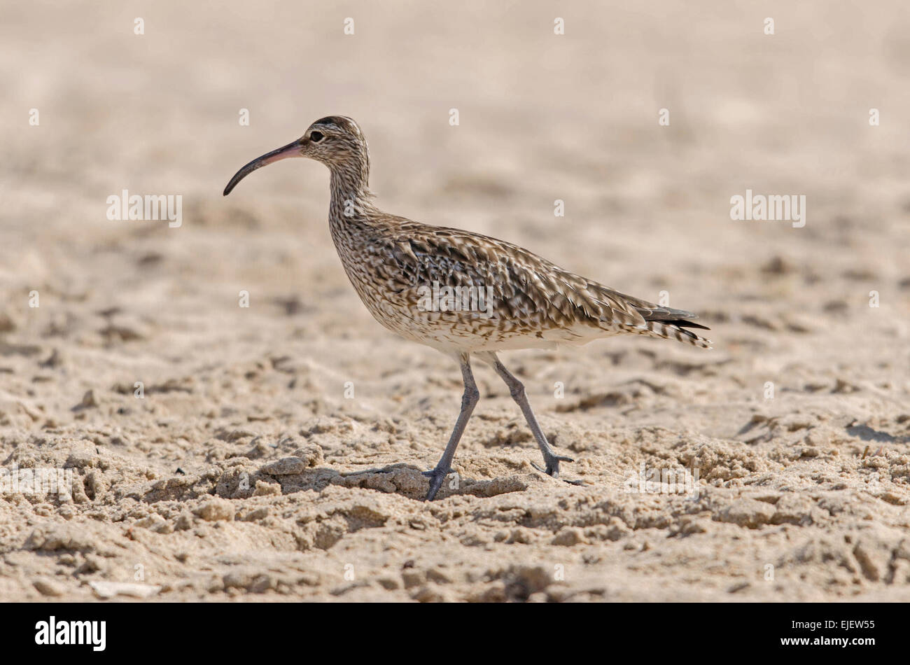 Whimbrel (Numenius phaeopus) Bijilo beach Gambia west Africa Stock ...