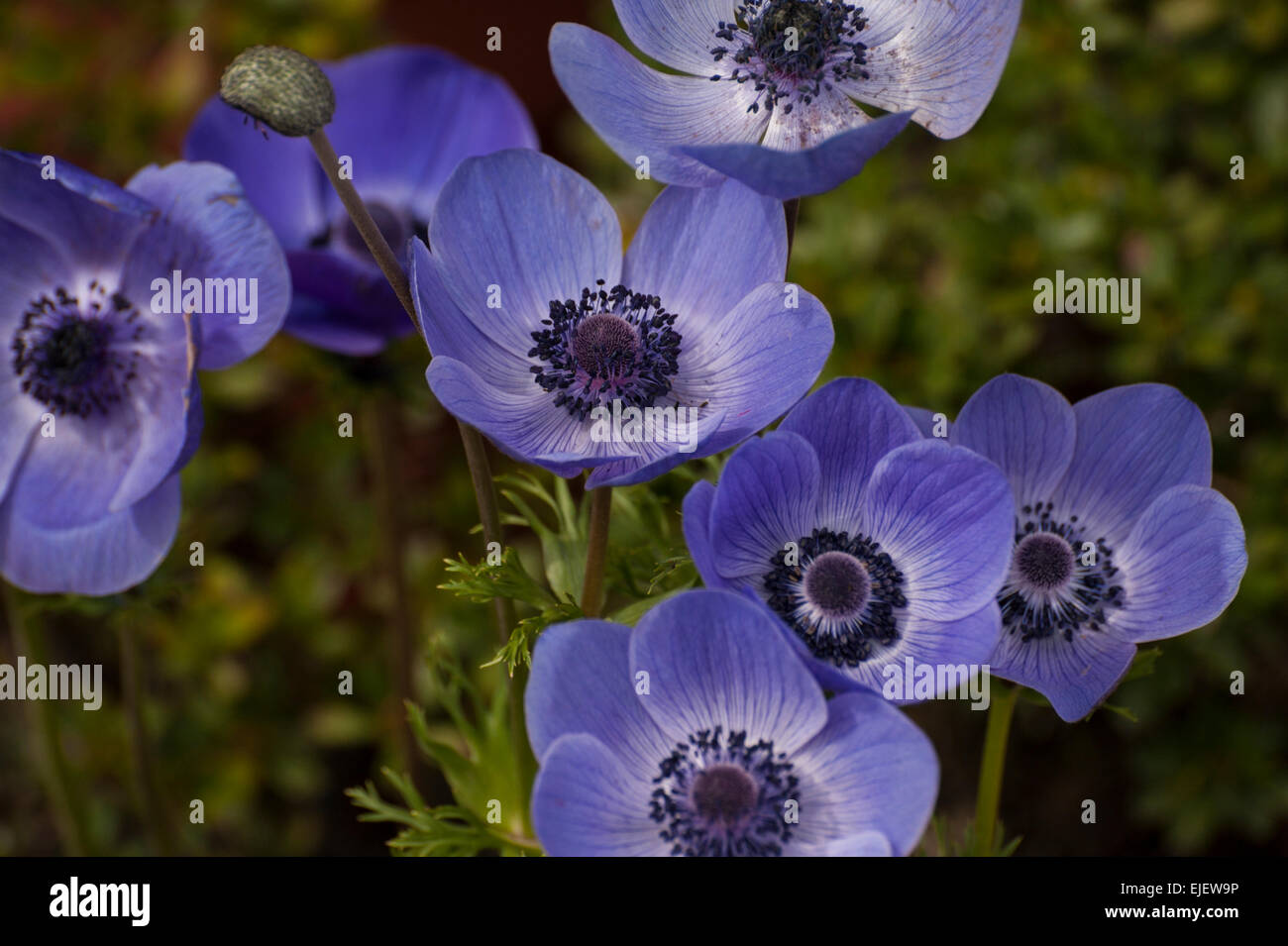 Blue Anemone flowers growing in the spring Stock Photo - Alamy