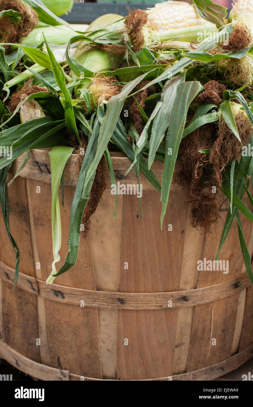 Bushel baskets of fresh sweet corn at the Kingston market, Ontario ...