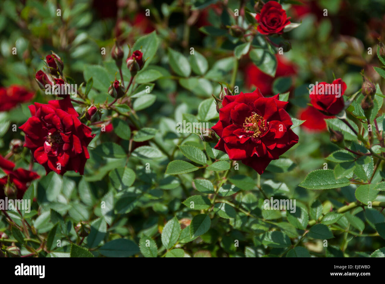 Trinity Rose in dark red full bloom Stock Photo - Alamy