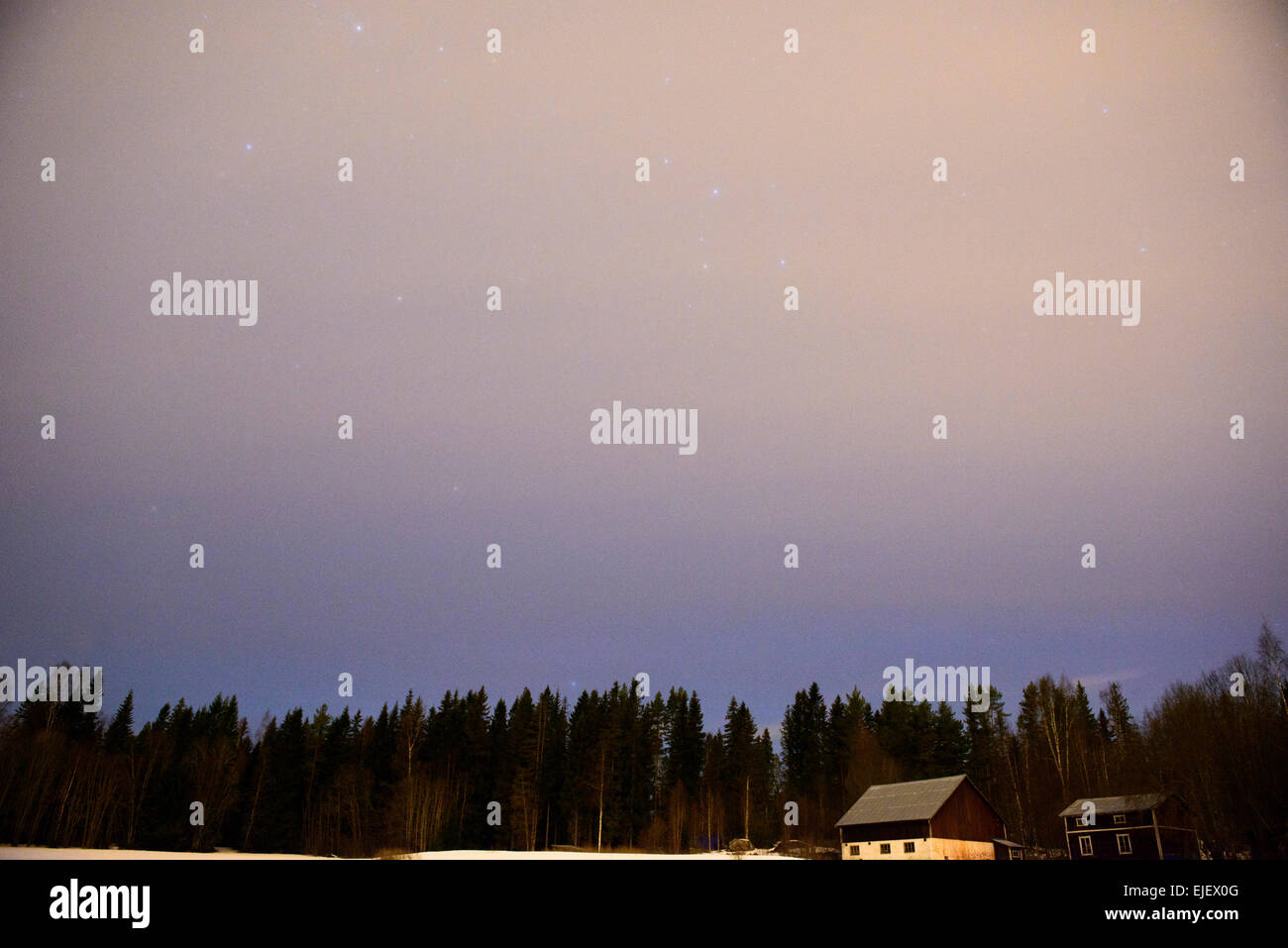 Swedish forest pine tree trees hi-res stock photography and images - Alamy