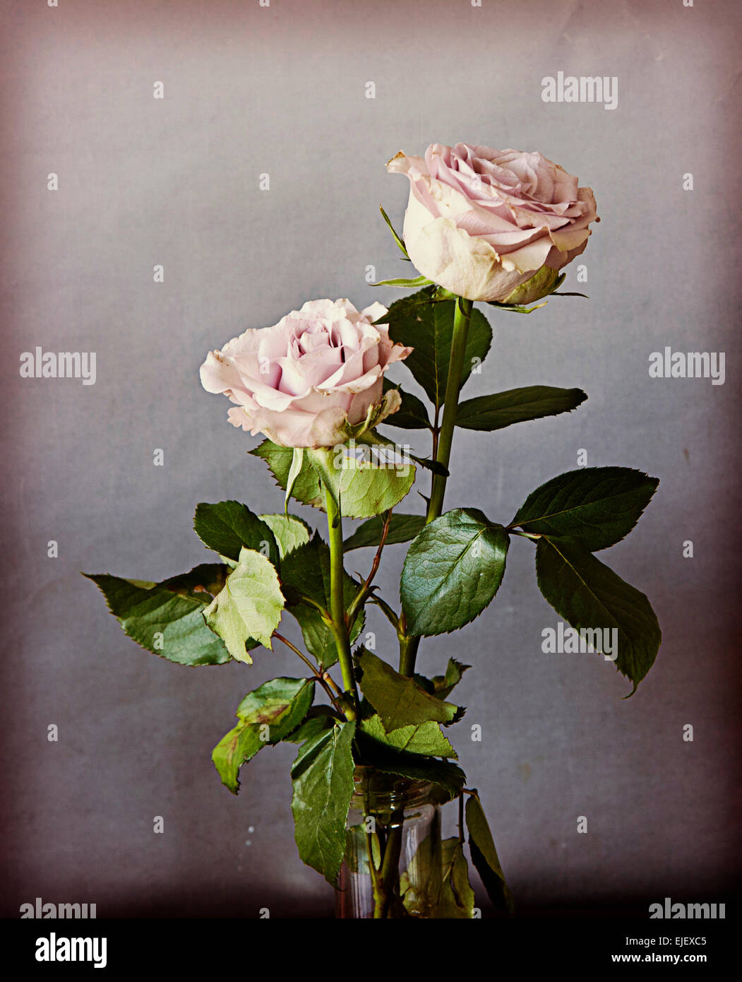 two romantic pink rose with desaturated vintage filter Stock Photo - Alamy