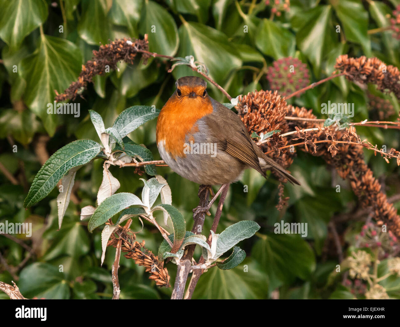 Robin on buddleia stem Stock Photo - Alamy