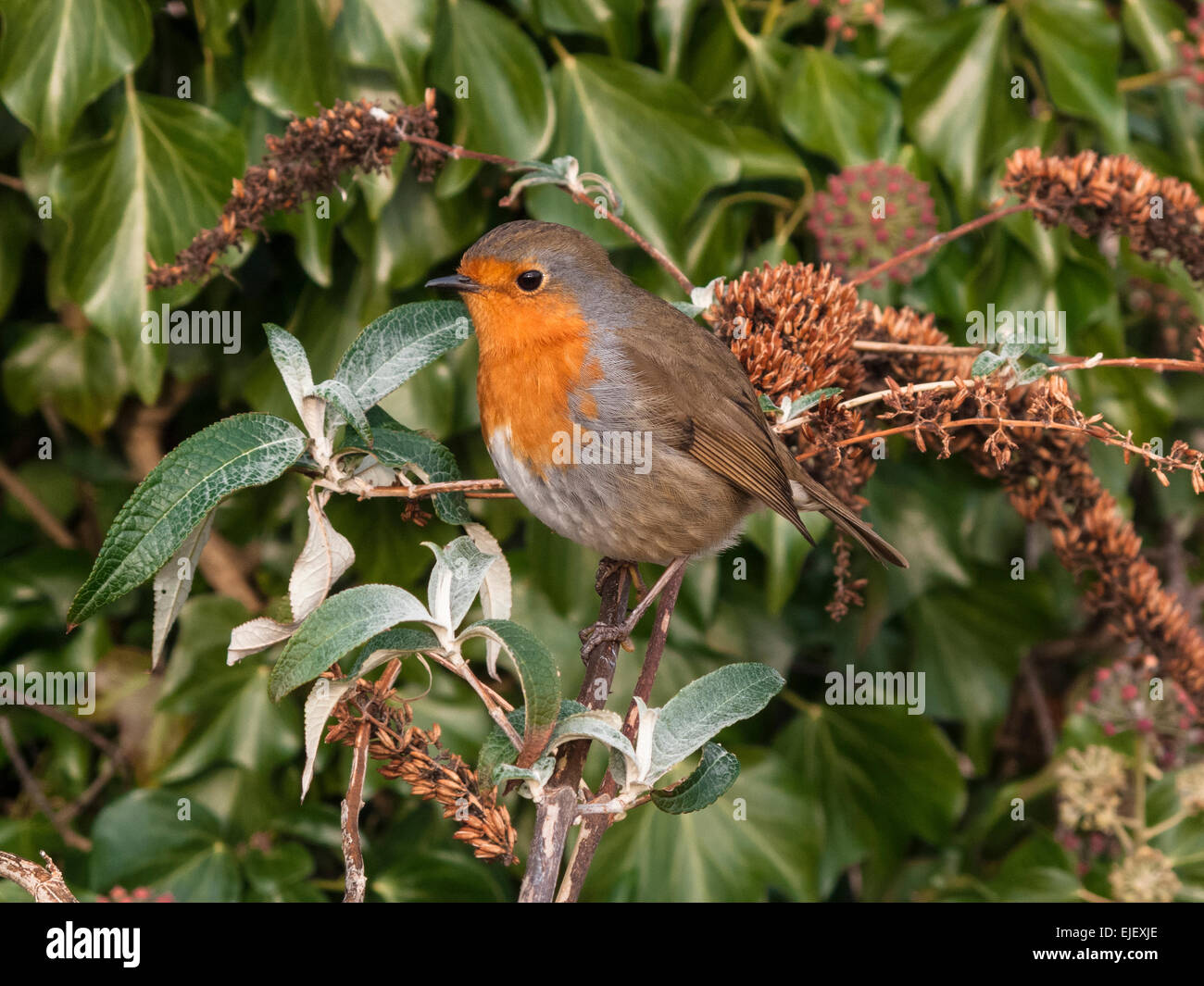 Buddleia stem hi-res stock photography and images - Alamy