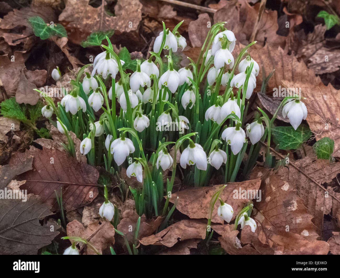 Snowdrops in February Stock Photo - Alamy