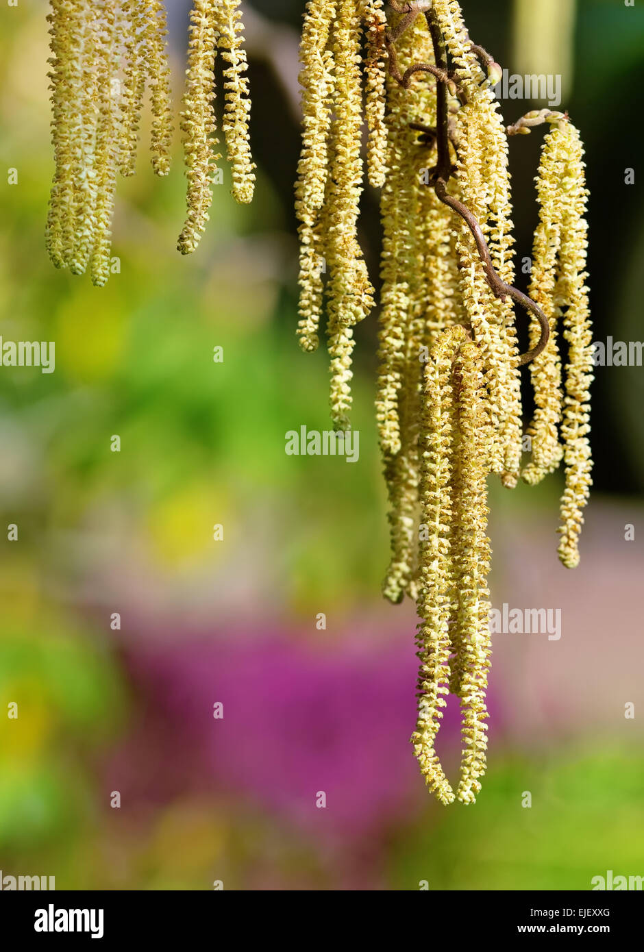 hazel branch in the morningsun Stock Photo - Alamy