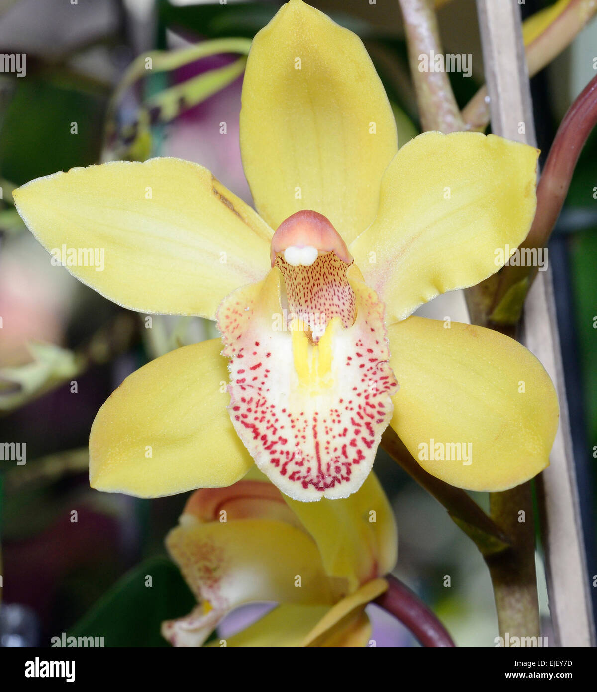 Orchid yellow cymbidium hi-res stock photography and images - Alamy