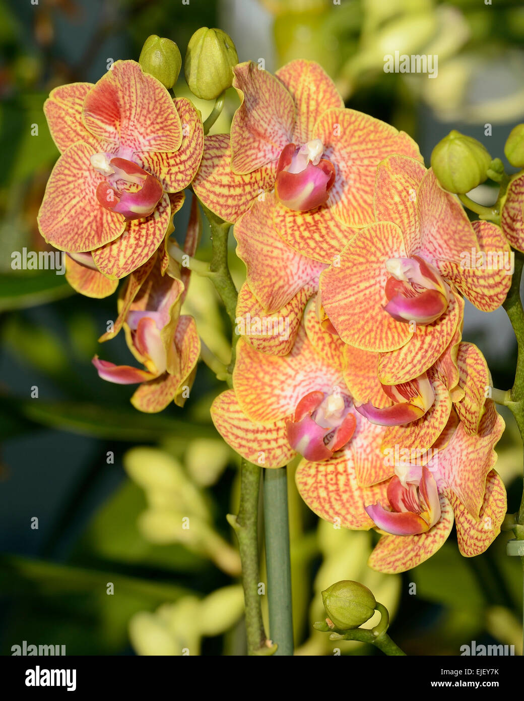 Moth Orchid - Phalaenopsis Red and Yellow Flowers Stock Photo - Alamy