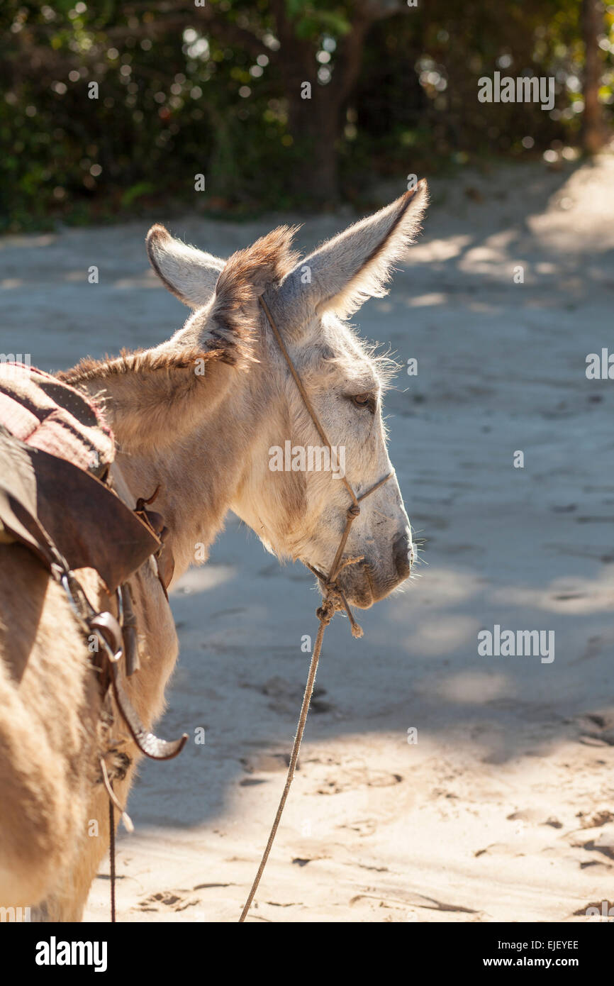 Donkey ride beach hi-res stock photography and images - Alamy