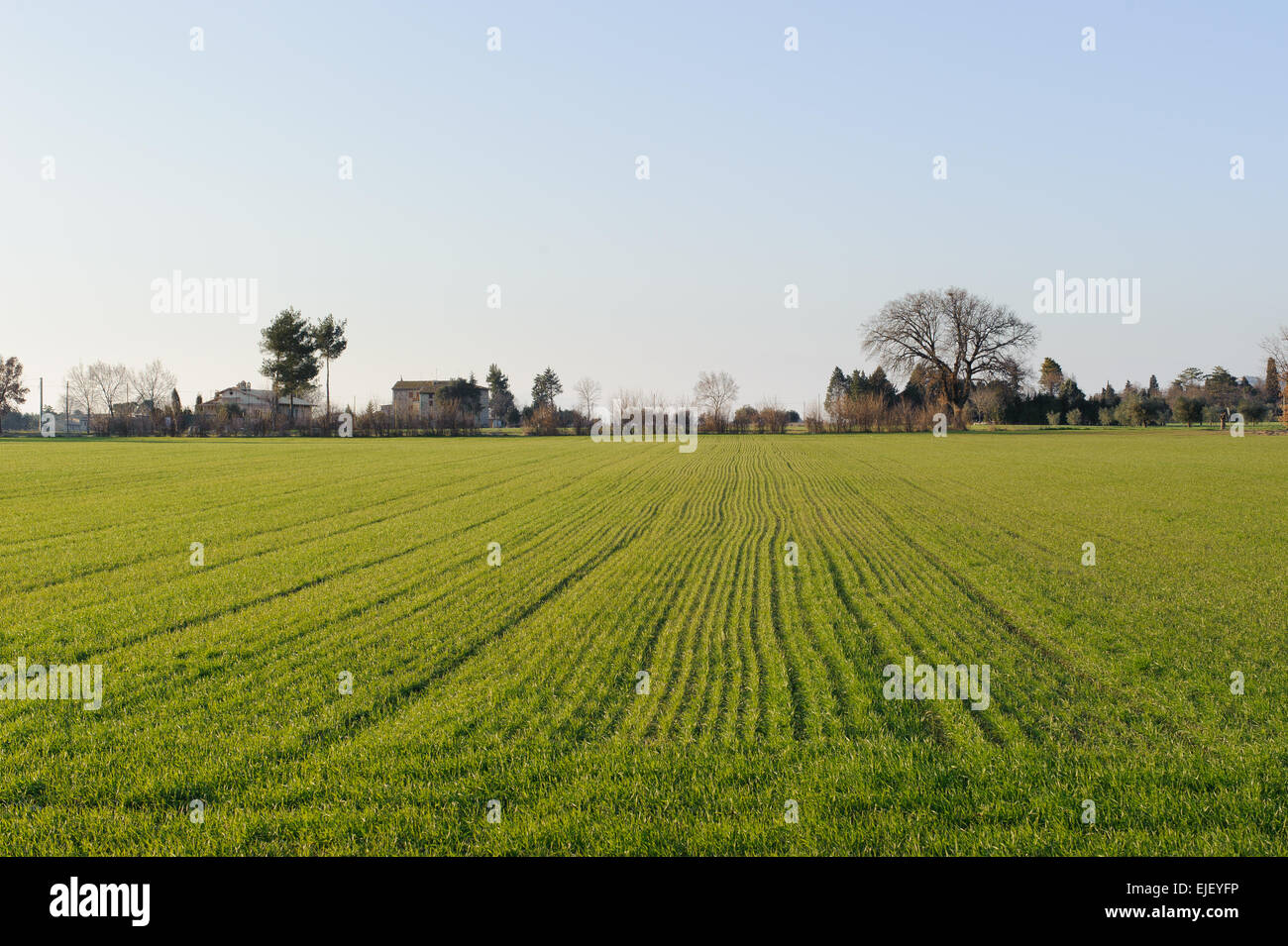 Green trees and the horizon hi-res stock photography and images - Alamy