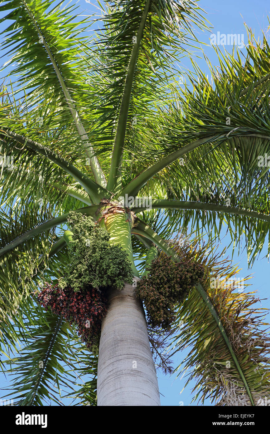 Palm tree fronds hi-res stock photography and images - Alamy Palm tree fronds hi-res stock photography and images - Alamy