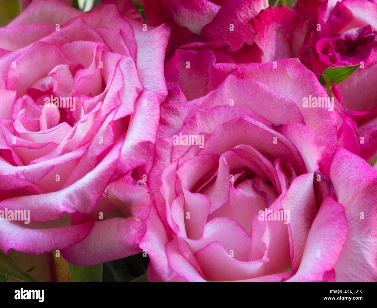 Spray roses hi-res stock photography and images - Alamy