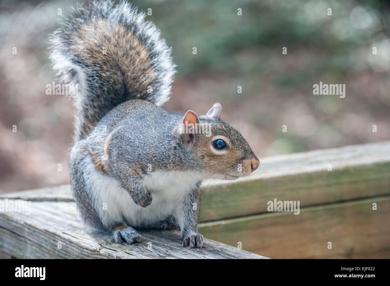 Bushy-tailed Eastern gray squirrel (Sciurus carolinensis) perched on a ...