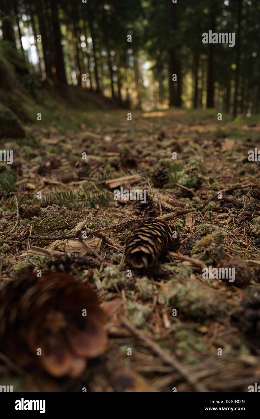 Ground dirt forest hi-res stock photography and images - Alamy